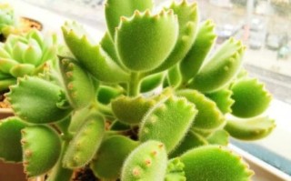 熊掌怎么处理干净_熊掌去毛最快方法