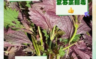 紫苏泡茶喝有什么功效_紫苏叶泡水适合什么人喝