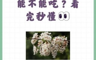 紫洋槐花能吃吗_紫槐花怎么吃安全