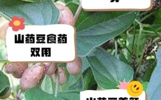 吃山药豆的好处和坏处_哪些人不能吃