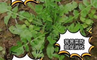 荠荠菜的功效与作用_荠荠菜的营养价值