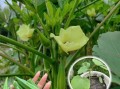 黄秋葵花有什么功效_黄秋葵花怎么吃