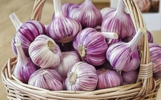 大蒜图片大全大图_实物图片怎么拍才清晰