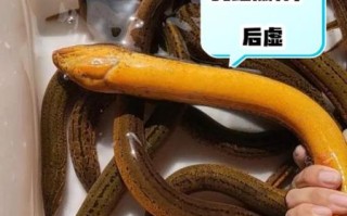 鳝鱼的营养价值_鳝鱼有哪些禁忌