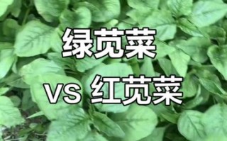 苋菜有哪些品种_苋菜怎么区分
