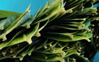 包粽子红豆要泡多久_红豆泡多久才能包粽子