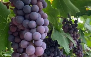 夏黑葡萄怎么洗才干净_夏黑葡萄清洗方法