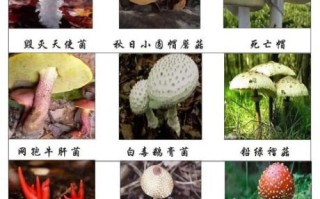 食用蘑菇种类大全有哪些_如何区分可食用与毒蘑菇