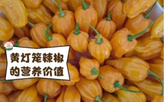 海南灯笼椒辣不辣_海南灯笼椒图片怎么拍才好看