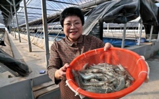 对虾养殖成本与利润_对虾养殖利润有多大