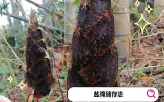 竹笋怎么保存时间最长_竹笋长期保鲜方法