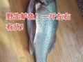 鲈鱼多少钱一斤_今日鲈鱼批发价格走势