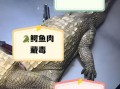 鳄鱼肉什么人不能吃_鳄鱼肉禁忌人群有哪些