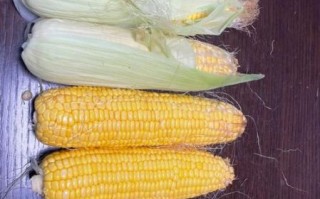 水果玉米图片大全大图_水果玉米和普通玉米区别
