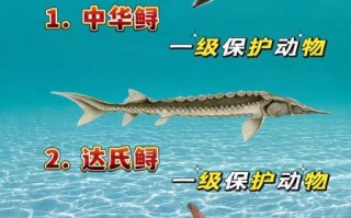 中华鲟是鱼类吗_中华鲟属于什么鱼