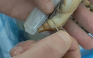 蛏子哪里不能吃_蛏子内脏能不能吃 蛏子哪里不能吃_蛏子内脏能不能吃