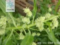 红嘴绿鹦哥是什么蔬菜_菠菜的别名叫法