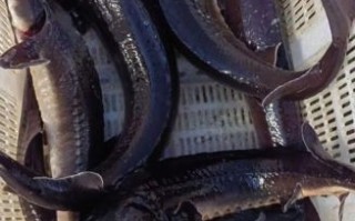 100斤鲟鱼多少钱_鲟鱼批发价格怎么算