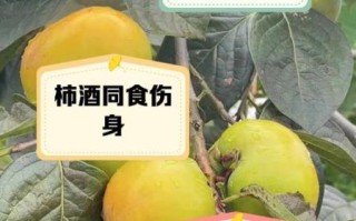 柿子不能和什么一起吃_哪些人不能吃柿子