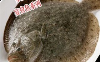 多宝鱼一般多大尺寸_多宝鱼能长多大