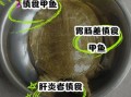 吃野生甲鱼的禁忌_哪些人不能吃野生甲鱼