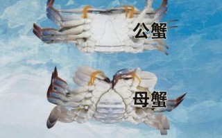 公螃蟹和母螃蟹哪个好吃_怎么区分公母蟹
