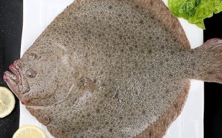 鸦片鱼和多宝鱼哪个贵_价格差多少