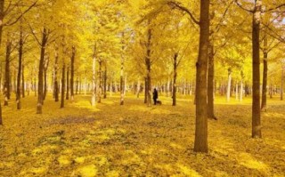 最美银杏树图片大全_如何拍出金黄大片