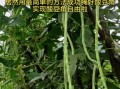 豆角怎么腌制才好吃_腌豆角又脆又香的秘诀