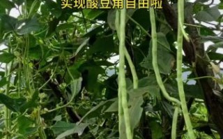 豆角怎么腌制才好吃_腌豆角又脆又香的秘诀