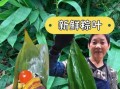 什么叶子包粽子最香_粽子用什么叶子最香