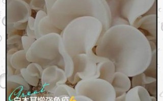 白木耳的功效与作用_白木耳怎么泡发才好吃 白木耳的功效与作用_白木耳怎么泡发才好吃