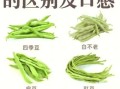 豇豆学名叫什么_豇豆和豆角的区别