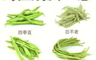 豇豆学名叫什么_豇豆和豆角的区别 豇豆学名叫什么_豇豆和豆角的区别