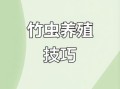 竹笋虫怎么养_竹笋虫人工养殖技术