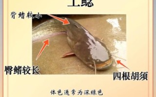 淡水鲶鱼图片大全大图_如何区分常见品种