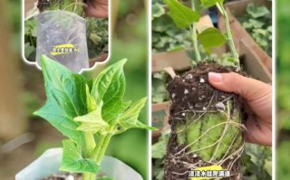 佛手瓜苗吃了对身体有害吗_佛手瓜苗毒性真相