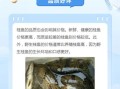 野生鳜鱼多少钱一斤_野生鳜鱼价格为什么贵