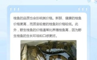 野生鳜鱼多少钱一斤_野生鳜鱼价格为什么贵