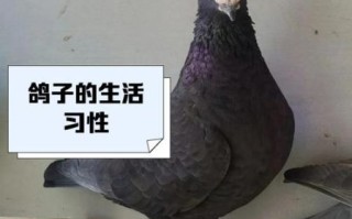 鸽子怎么读_鸽子的拼音是什么