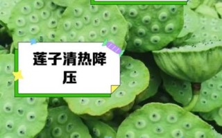 新鲜莲子不能和什么一起吃_哪些人不能吃新鲜莲子