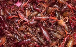 龙虾养殖一亩利润多少_龙虾养殖成本利润分析