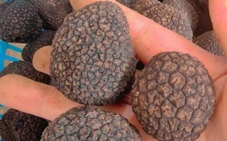 松露价格多少钱一克_黑松露白松露价格差异