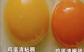 土鸡蛋营养价值及功效_土鸡蛋和普通鸡蛋的区别
