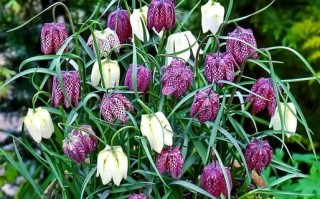 贝母花图片长什么样_如何辨别真假贝母花