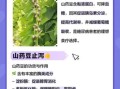 山药豆的功效与作用禁忌_什么人不能吃