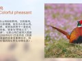 七彩山鸡图片_如何辨别公母