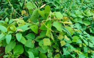 葛根长什么样_葛根图片全图怎么看