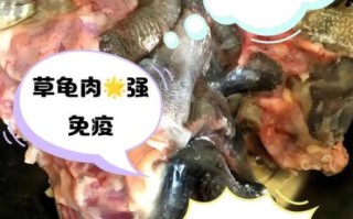 乌龟可以吃什么肉_哪些肉类对乌龟最安全