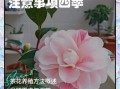 茶花怎么养_茶花养殖注意事项
